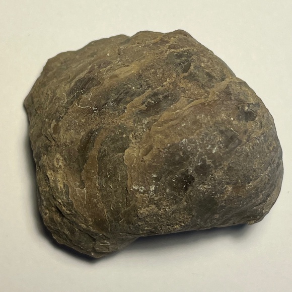 Other | Pelecypod Fossil From The Mesozoic Era Cretaceous Period | Poshmark